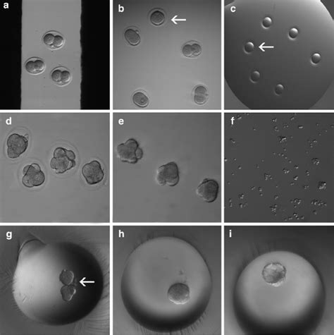 Generation Of Tetraploid Embryos By Electrofusion And Their Aggregation Download Scientific