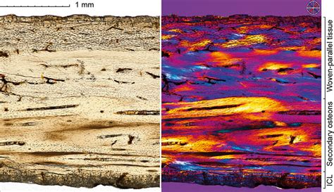 Humerus Of Cf Dasornis Av 42 Longitudinal Section The Periosteal