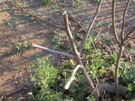 Figs Giving Trees Specialist Tree Growers South Africa