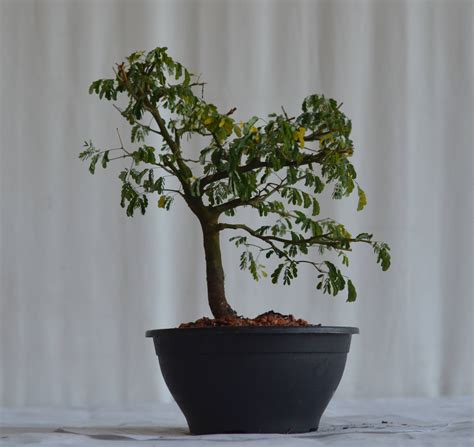 Pré Bonsai Pithecolobium Tortum Bonsai Arte Viva