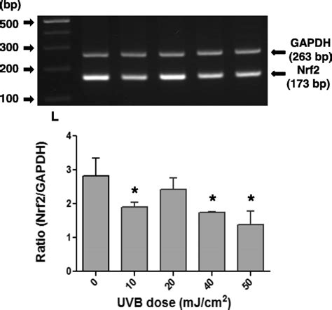 Rt Pcr Analysis Of Nrf2 Mrna Steady State Levels Using Total Rna From