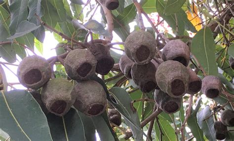 Identifying Eucalyptus Trees