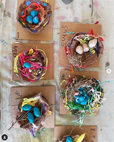 Bird Nests Collection Different Types Displayed Bird Nest Project