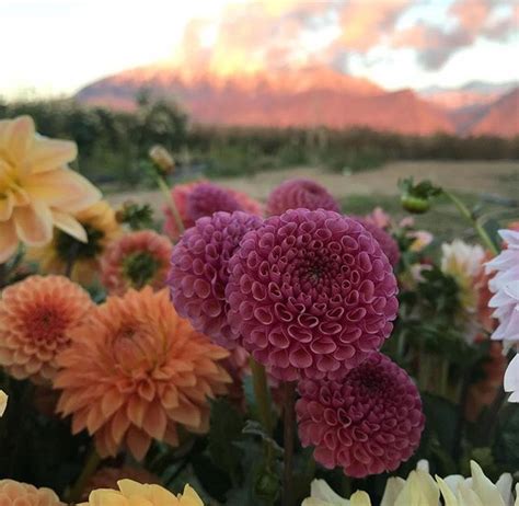 Vibrant Koko Puff Dahlias From Poppin Blossoms Flower Farm