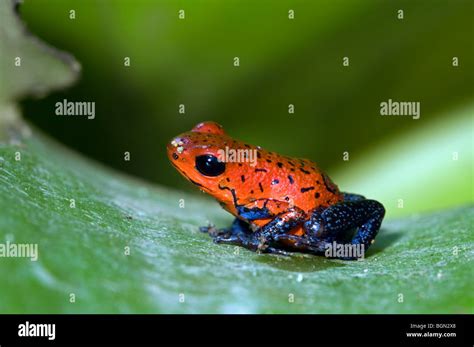 Strawberry Poison Frog Strawberry Poison Dart Frog Oophaga Pumilio