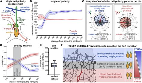 Collective Ec Polarity Patterns Establish The Cellular Sr Transition
