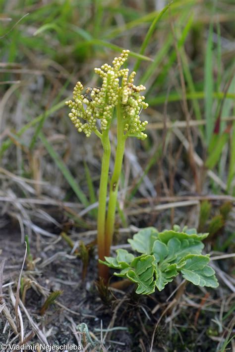 Botrychium Multifidum • Floraveg Eu