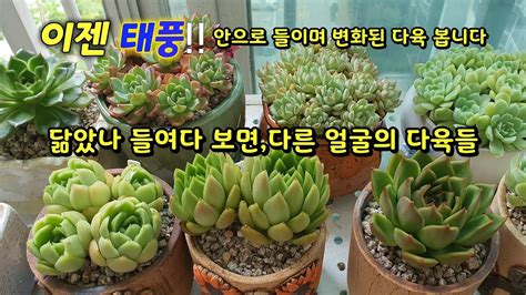 똑같지 않나 들여다보면 미묘한 차이가나는 닮은꼴 다육들닮은꼴다육태풍다육관리카눈typhoon Karnun Youtube