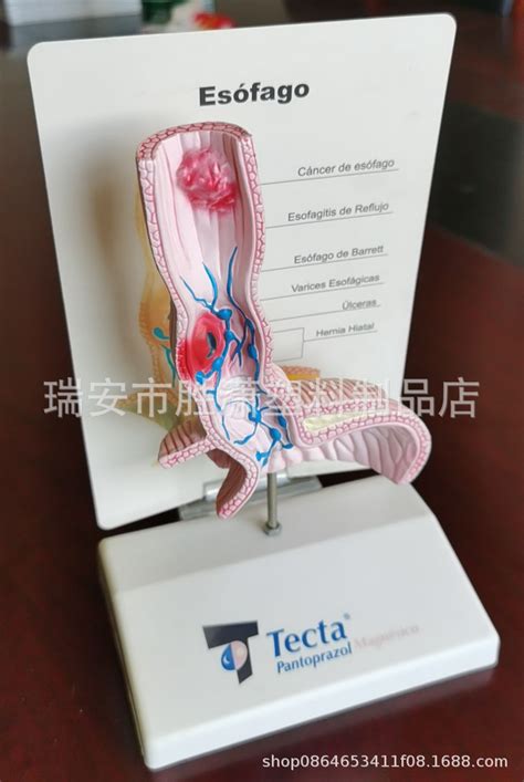 人体食管解剖模型食道消化系统科室医用教学胃部呼吸器官消化结构 阿里巴巴
