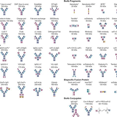 Strategies And Mutations To Overcome The Bsigg Heavy Chain Pairing