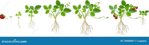 Strawberry Plant Growth Stages Infographic Harvest Animation Progression Schema Fragaria