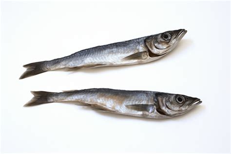 땅에서 헤엄치는 물고기 두 마리 남성과 여성 몰리의 사진 배경 일러스트 및 사진 무료 다운로드 Pngtree