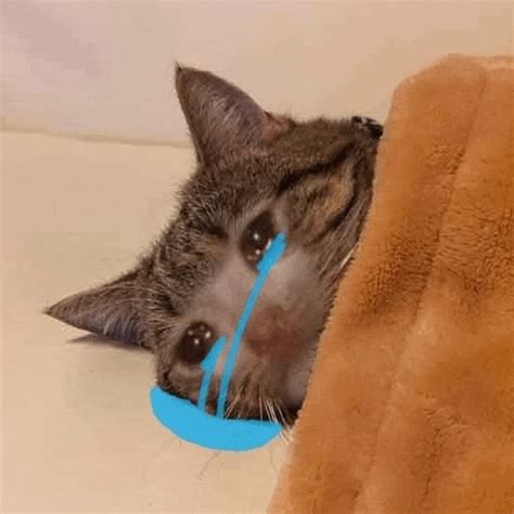 Cry Cat Meme Cry Cat Car Discover And Share S