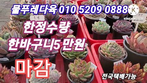 215 가성비 좋은 예쁜다육 한바구니5만원 한정셋트 Youtube