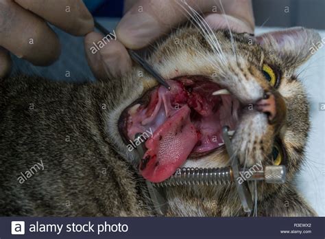 Cat With Tonsillitis Removing Tonsils With Electrocautery Oral