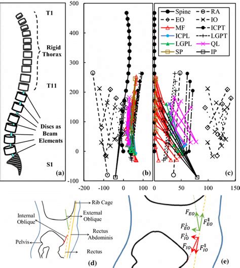 A Schematic Depiction Of The A Finite Element Model B Muscle Download Scientific Diagram