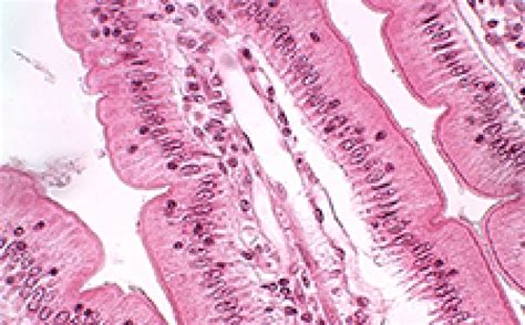 Epithelial Tissue Under Microscope