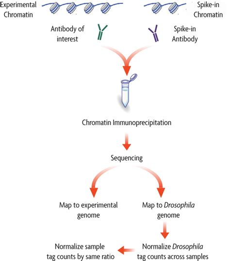 Chip Seq Normalization