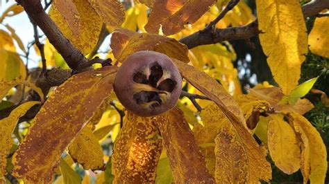 Medlar Tree