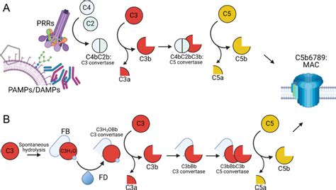 Pathways Of Complement Activation A The Classical And Lectin Pathways Download Scientific