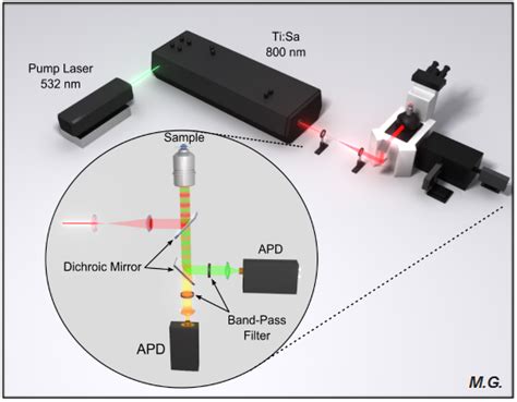 Membrane Docking And Fusion Assay