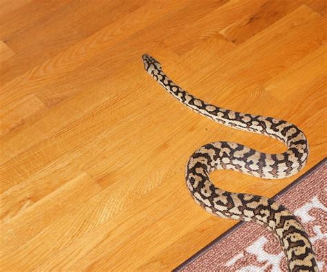 Bringing The Outside In Creating A Vivarium For A Carpet Python 6 Steps With Pictures Bringing The Outside In Creating A Vivarium For A Carpet Python 6 Steps With Pictures