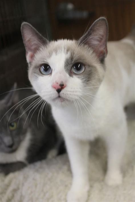 Snowshoe Cat Rescue At Stephanie Post Blog