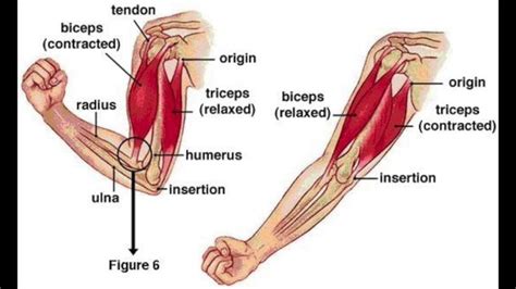 Triceps And Biceps Diagram