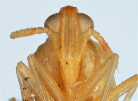 Sp2 Stenocranus Arundineus Bugguide Net