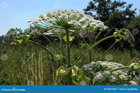 Poisonous Plant Cow Parsnip Sosnowski 2 Stock Image Image Of Plant