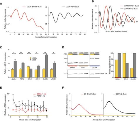 Circadian Networks In Human Embryonic Stem Cell‐derived Cardiomyocytes Pmc