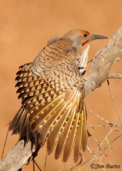 Gilded Flicker