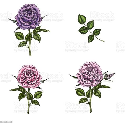 3 장미 꽃 잎 및 줄기는 흰색 배경에 고립으로 설정 합니다 식물 벡터 일러스트 레이 션 0명에 대한 스톡 벡터 아트 및 기타 이미지 Istock