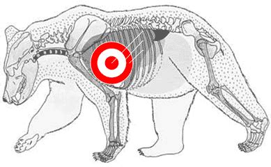 Bear Baiting Shot Placement Hunter Education Alaska Department Of