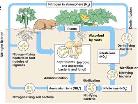 The Nutrient Cycle Flashcards Quizlet