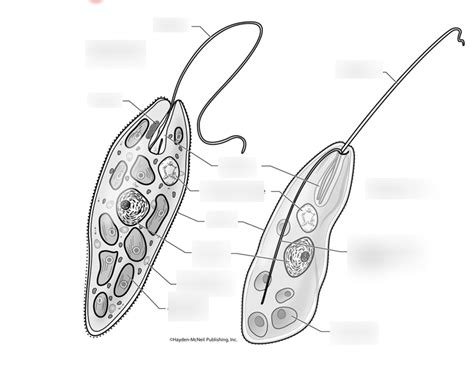 Diagram Euglena Diagram Quizlet