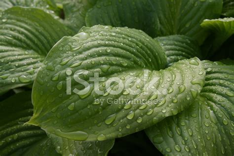 비 방울을 그린 시트 스톡 사진 Freeimages