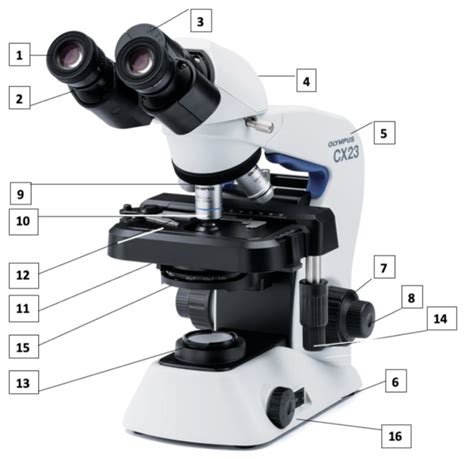 Biology Lab Midterm Pt 1 Diagram Quizlet
