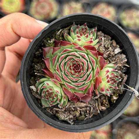 Sempervivum Calcareum Guillaumes Tfaprc