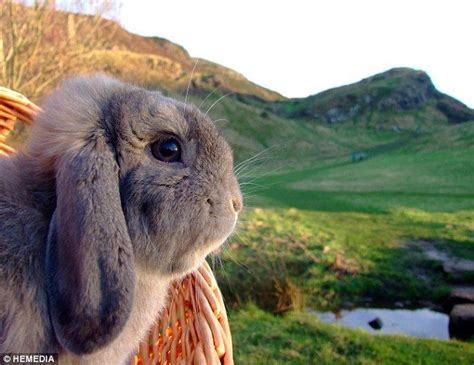 How Many Hare Miles Has He Clocked Up Intrepid Rabbit Has Visited