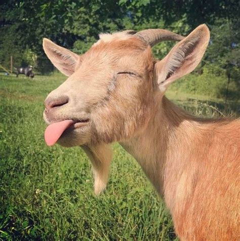 Козлы везде одинаковые 🤣 | Goats, Cute animals, Cute goats