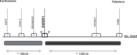 Figure 1 From Atypical Amplification Of Chromosome Semantic Scholar