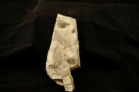 Collection Of Minerals And Fossils Mountaintop Retreat And Discovery Center