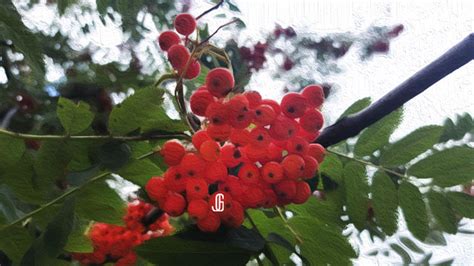 Успение отмечается 28 августа Народные приметы и обычаи