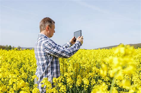 디지털 태블릿을 들고 있는 중년 남성 농학자 농부가 유채 작물로 밭을 조사하고 데이터를 전자 장치에 씁니다 농업과 현대 기술 35 39세에 대한 스톡 사진 및 기타 이미지