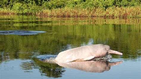 The Amazon Pink River Dolphin Blog Machu Travel Peru