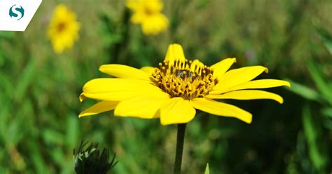 How A Functional Analyst Transforms Requirements Into Solutions Sysmatch