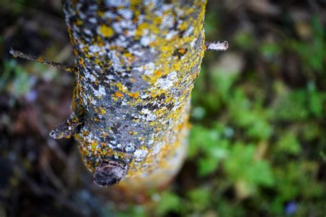 Premium Photo Close Up Of Lichen On Tree Trunk