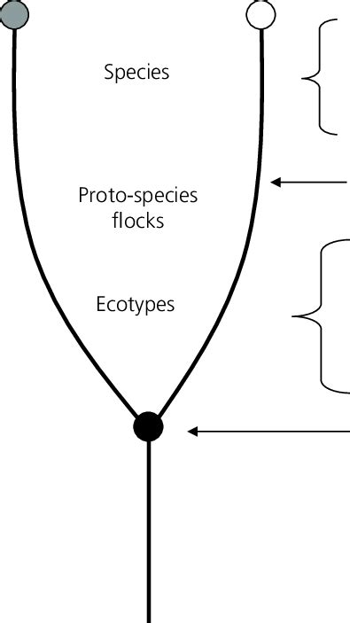 1 Schematic Of The Gradual Nature Of The Speciation Process Contrasting