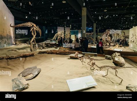 Drumheller Canada Mar 2023 Visitors Flock To The Dinosaur Exhibits